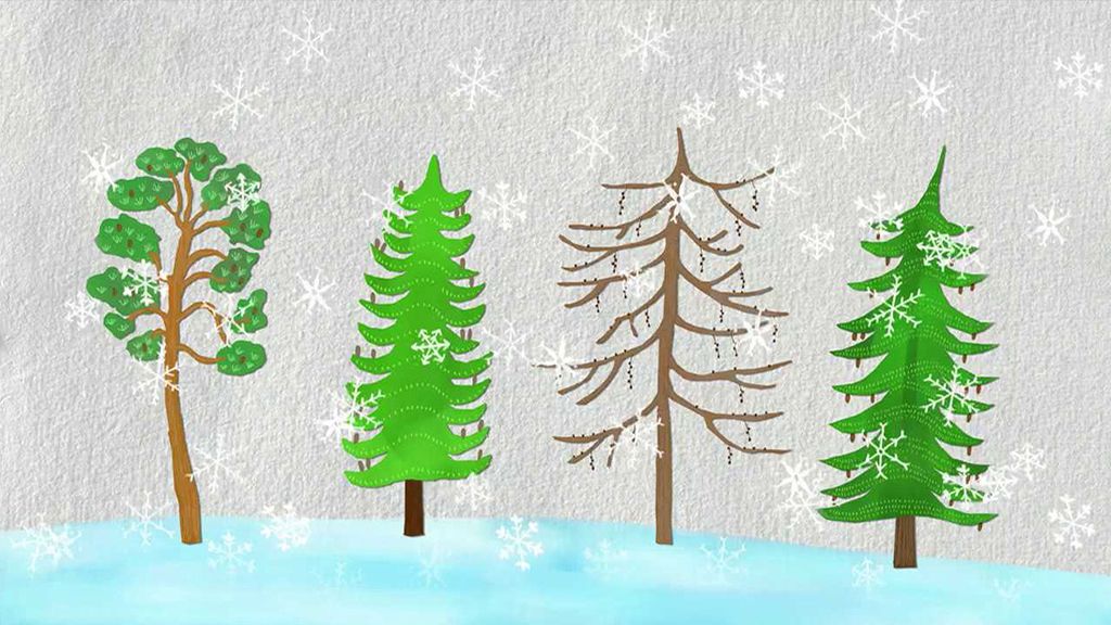 Jehličnaté stromy - ČT edu - Česká televize