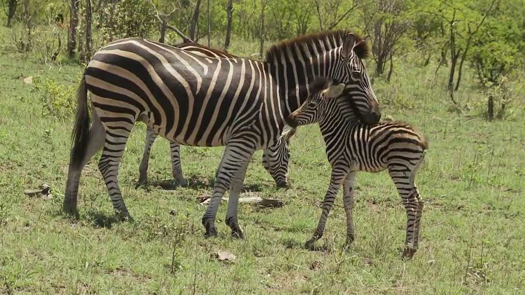 Zebra - ČT edu - Česká televize