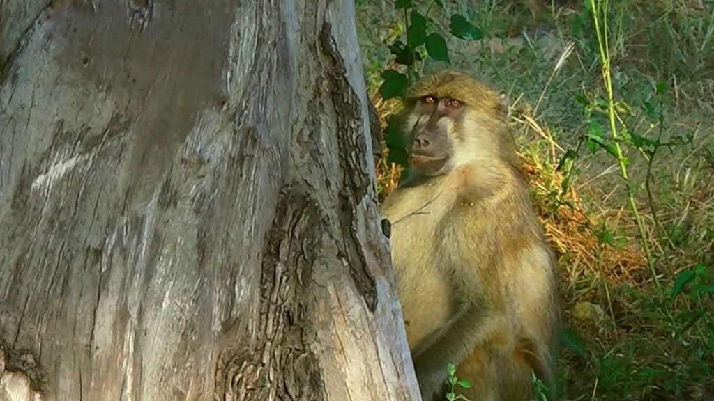 Opice - ČT edu - Česká televize